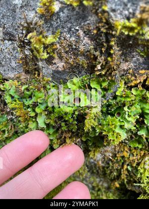 Common Chocolate Chip Lichen (Solorina saccata) Fungi Stock Photo - Alamy