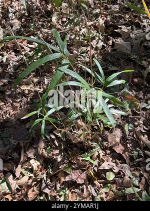 river cane (Arundinaria gigantea Stock Photo - Alamy