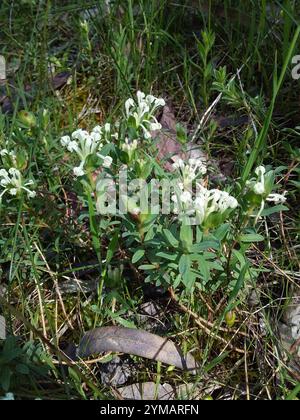 Common Rice-flower (Pimelea humilis Stock Photo - Alamy