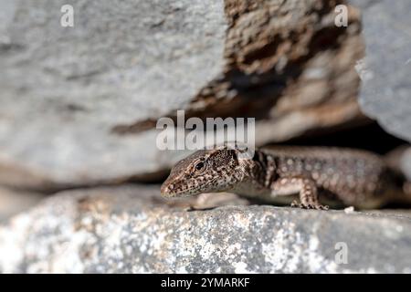 Sunbathing Lizard on the island of Madeira Stock Photo - Alamy