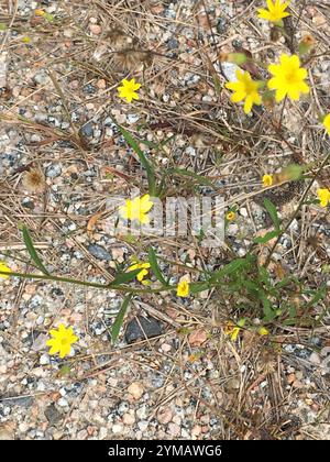 Slender Scratch Daisy (Croptilon divaricatum Stock Photo - Alamy