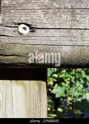 Amber Wood Cockroach (Ectobius vittiventris) Insecta Stock Photo - Alamy