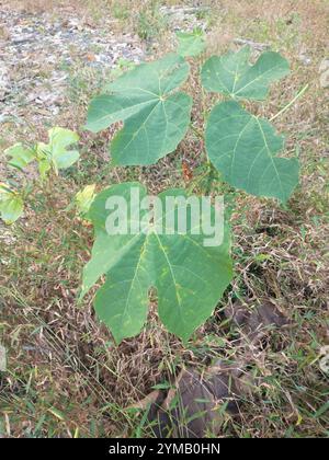 Chinese parasol tree (Firmiana simplex Stock Photo - Alamy