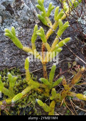 arctic stag's-horn clubmoss (Lycopodium lagopus Stock Photo - Alamy