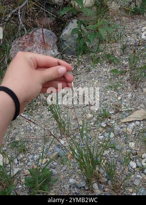 slender wheat grass (Elymus trachycaulus Stock Photo - Alamy