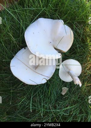 clustered clitocybe (Lepista subconnexa Stock Photo - Alamy