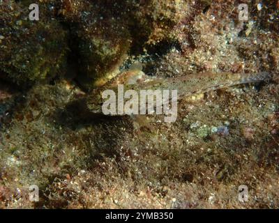 Incognito Goby (Gobius incognitus Stock Photo - Alamy