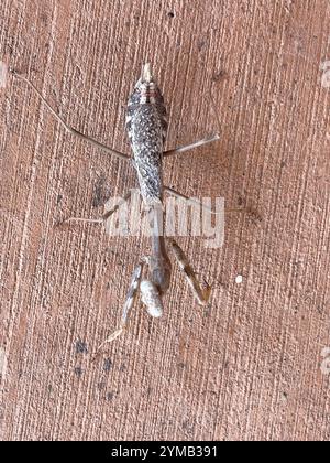California Mantis (Stagmomantis californica Stock Photo - Alamy