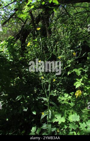 Oak-leaved Lettuce (Lactuca quercina Stock Photo - Alamy