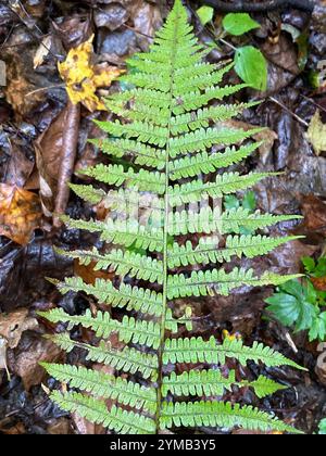 silvery glade fern (Deparia acrostichoides) Plantae Stock Photo - Alamy