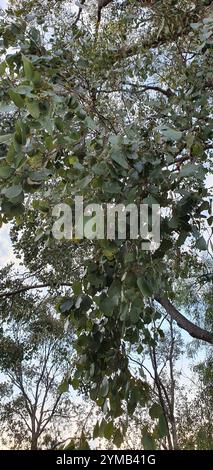 Poplar Box (Eucalyptus populnea Stock Photo - Alamy