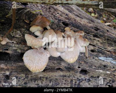 bear lentinus (Lentinellus ursinus Stock Photo - Alamy