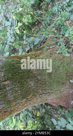 tree-skirt moss (Pseudanomodon attenuatus Stock Photo - Alamy