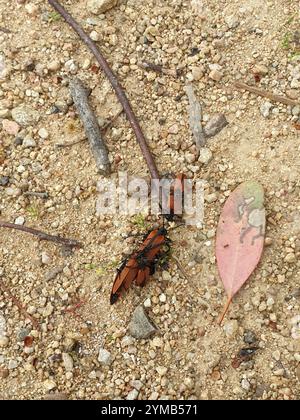 Long-nosed Lycid Beetle (Porrostoma rhipidium Stock Photo - Alamy