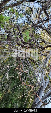 Bat's wing Coral tree (Erythrina vespertilio Stock Photo - Alamy