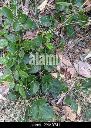 desert jasmine (Jasminum didymum Stock Photo - Alamy