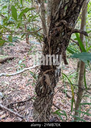 Long-leaved Bitter Bark (Petalostigma triloculare), Plantae, Victoria ...