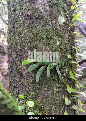 tongue orchid (Dendrobium linguiforme Stock Photo - Alamy