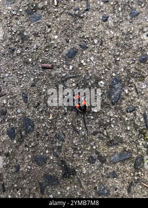 Harlequin Red Bug (Dindymus versicolor Stock Photo - Alamy