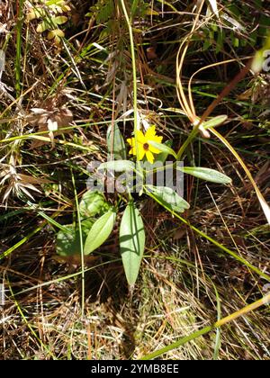 Texas Tickseed (Coreopsis linifolia Stock Photo - Alamy