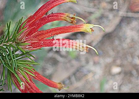 George Onecolour Heath (Erica unicolor georgensis Stock Photo - Alamy