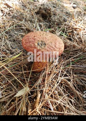 Painted Suillus (Suillus spraguei Stock Photo - Alamy
