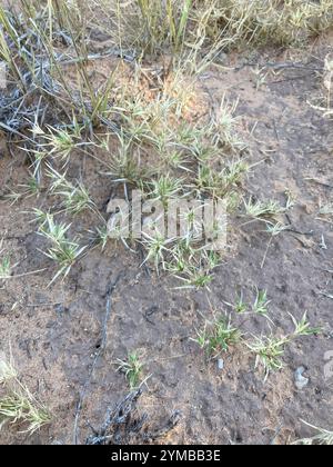 False Buffalograss (Munroa squarrosa Stock Photo - Alamy