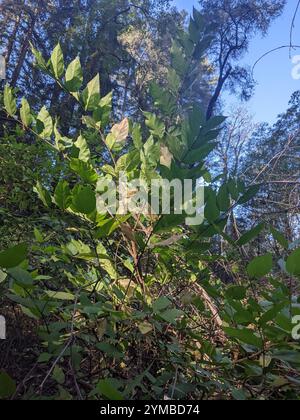 California sweetshrub (Calycanthus occidentalis Stock Photo - Alamy