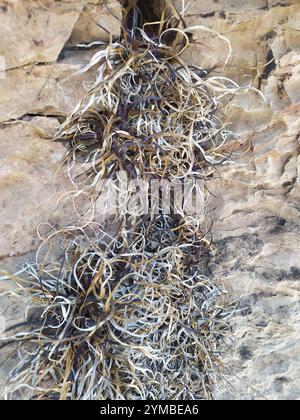 Monkeys Tails (Xerophyta Stock Photo - Alamy