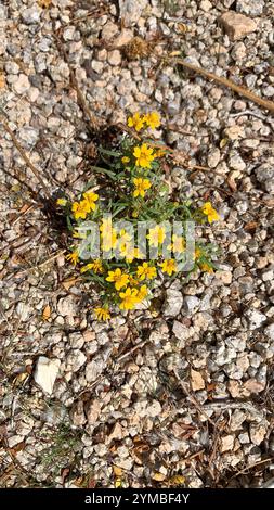 Chinchweed (Pectis papposa Stock Photo - Alamy