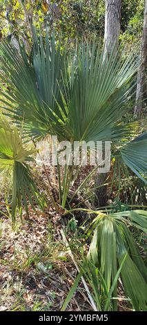 Australian Fan Palm (Livistona australis Stock Photo - Alamy