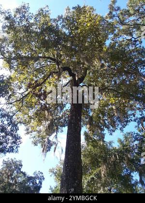 cherrybark oak (Quercus pagoda Stock Photo - Alamy