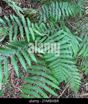 Soft Fern (Christella dentata Stock Photo - Alamy
