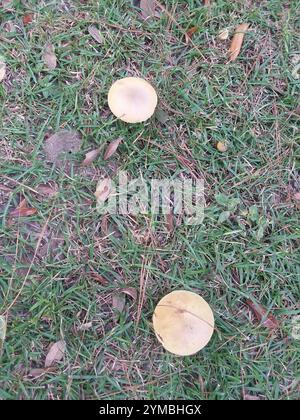 butter-foot bolete (Boletus auripes Stock Photo - Alamy