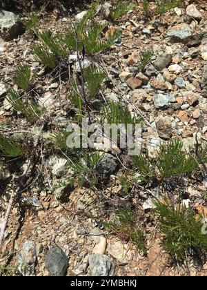 Narrow leaved rayless daisy (Erigeron reductus angustatus) Plantae ...