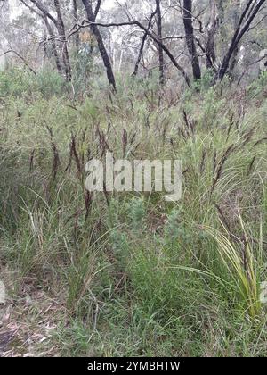 Thatch Saw-sedge (Gahnia radula Stock Photo - Alamy