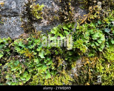 Common Chocolate Chip Lichen (Solorina saccata Stock Photo - Alamy