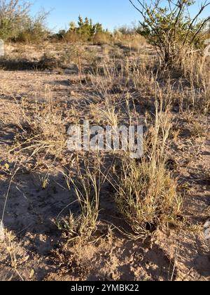 burrograss (Scleropogon brevifolius Stock Photo - Alamy