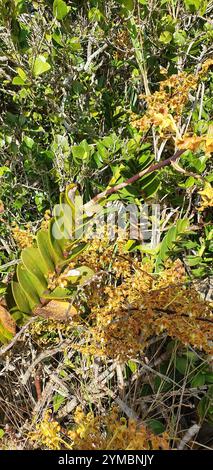 Golden Orchid (Dendrobium discolor Stock Photo - Alamy