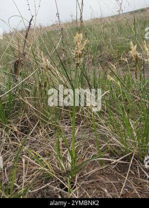 weak arctic sedge (Carex supina Stock Photo - Alamy