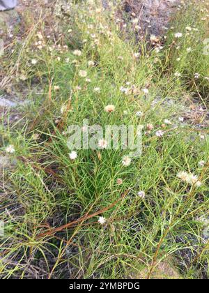 sandhill golden aster (Pityopsis pinifolia Stock Photo - Alamy