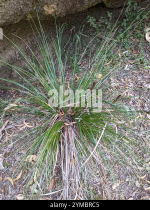 Red-berried Saw-sedge (Gahnia aspera Stock Photo - Alamy