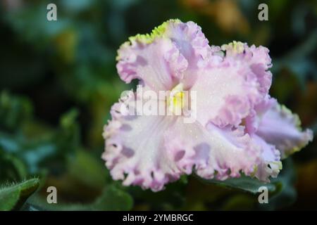 Beautiful house flowers, curly pink violets with dark green leaves ...