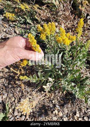 Ground Goldenrod (Solidago mollis Stock Photo - Alamy