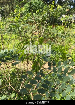 Golden-ball Lead Tree (Leucaena retusa Stock Photo - Alamy