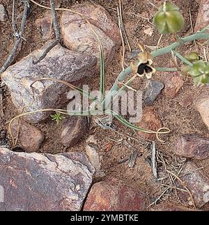 Thick Slime-lily (Albuca setosa Stock Photo - Alamy
