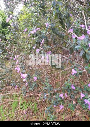 Water Blossom Pea (Podalyria calyptrata) with pink flowers in natural ...
