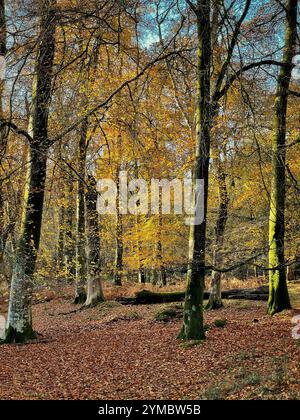 Winter woodland landscapes in the New Forest Stock Photo - Alamy