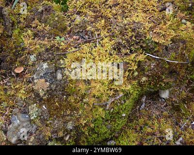 Golden Glade-moss (Rhytidium rugosum Stock Photo - Alamy