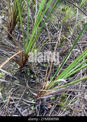 Jamaica swamp sawgrass (Cladium mariscus jamaicense Stock Photo - Alamy